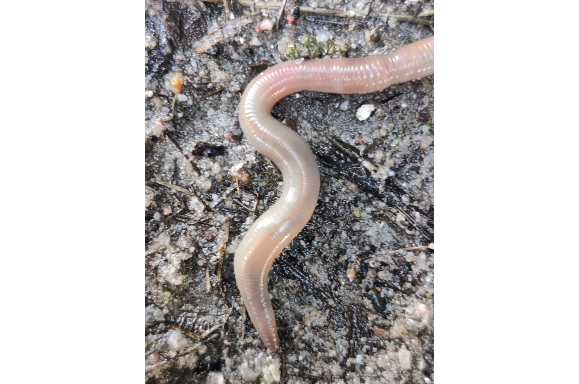 Global Worming | DARSA